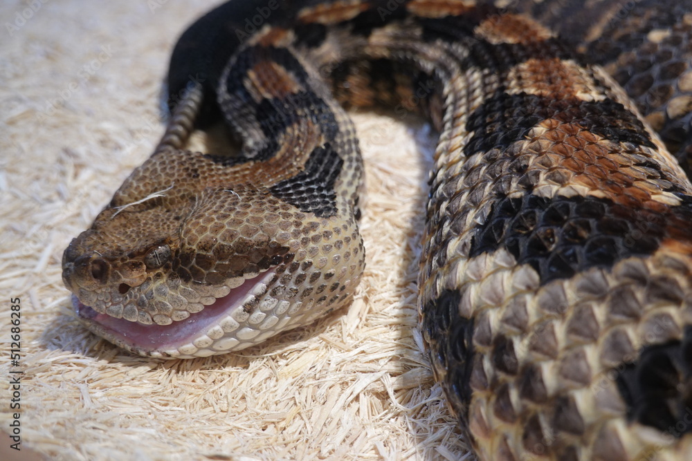 The puff adder (Bitis arietans) is a venomous viper species found in ...