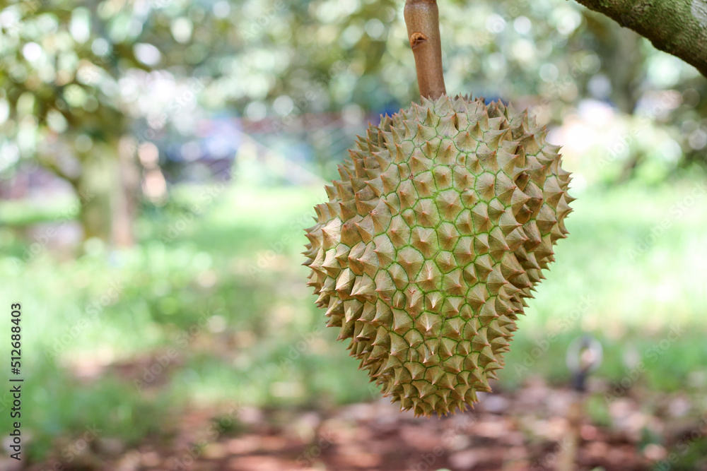 durians on the durian tree in an organic durian orchard. Stock Photo ...