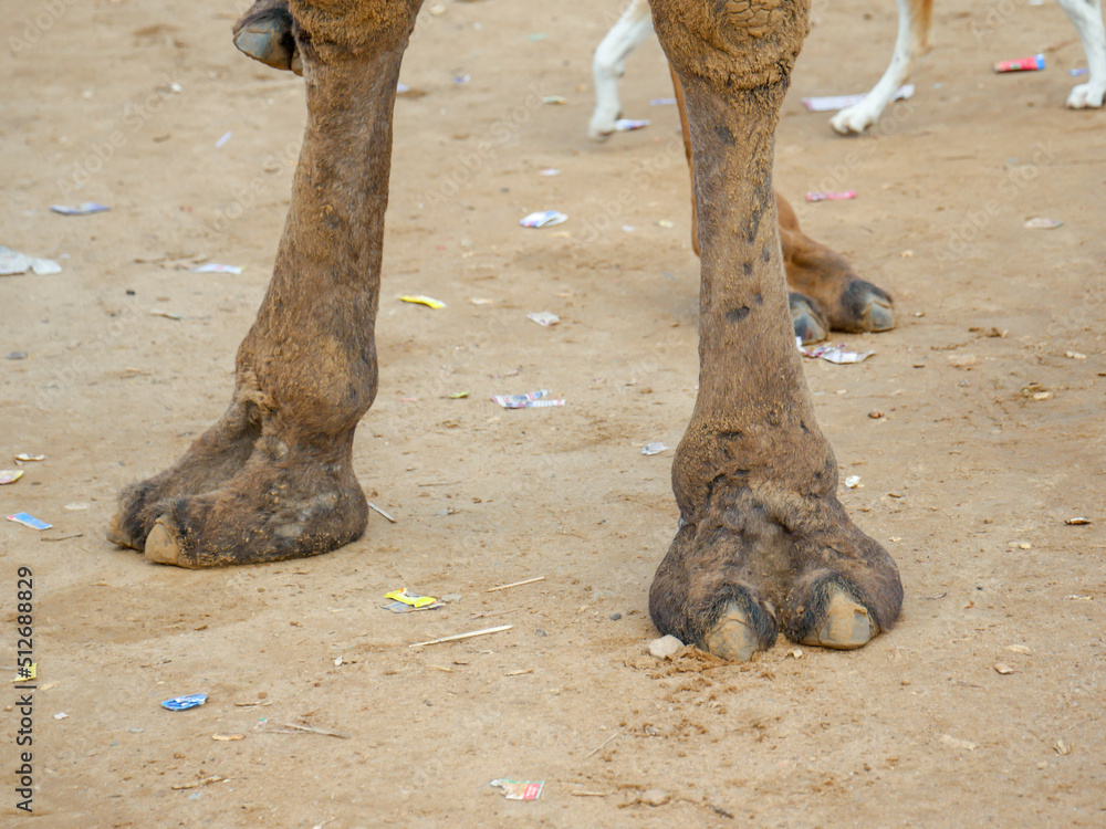 Indian Camel toe hairy close up picture Stock Photo | Adobe Stock