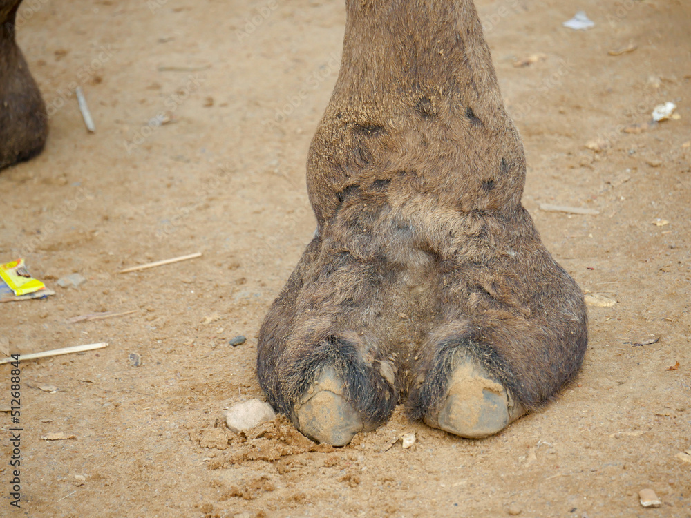 Indian Camel toe hairy close up picture Stock Photo | Adobe Stock