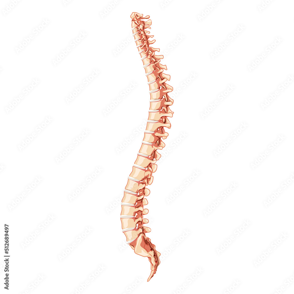 The human vertebral column spine anatomy side lateral with ...