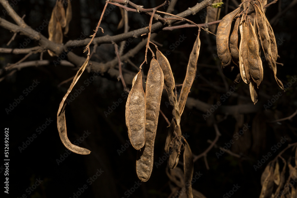 Robinia pseudoacacia, commonly known in its native territory as black ...
