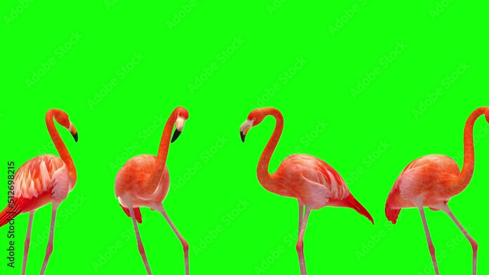 flamingo dancing green screen seamless 3d looping animation Stock Video ...