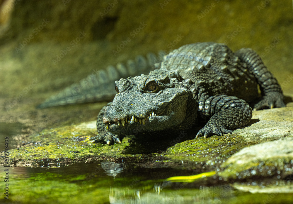 Dwarf-Crocodile-(Osteolaemus-letraspis) Stock Photo | Adobe Stock