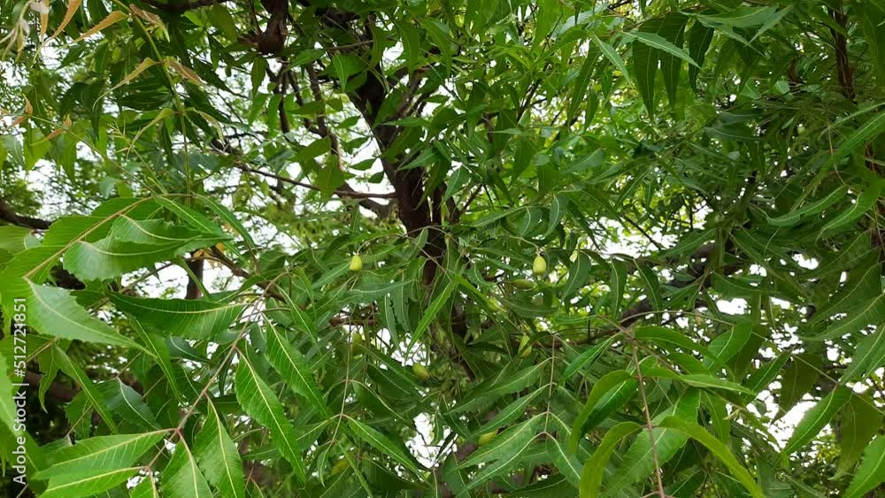 Neem fruits in the tree. It's other names Azadirachta indica, nimtree ...