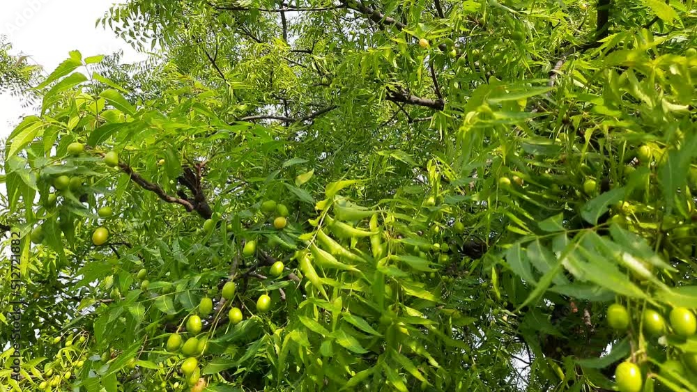 Neem fruits in the tree. It's other names Azadirachta indica, nimtree ...