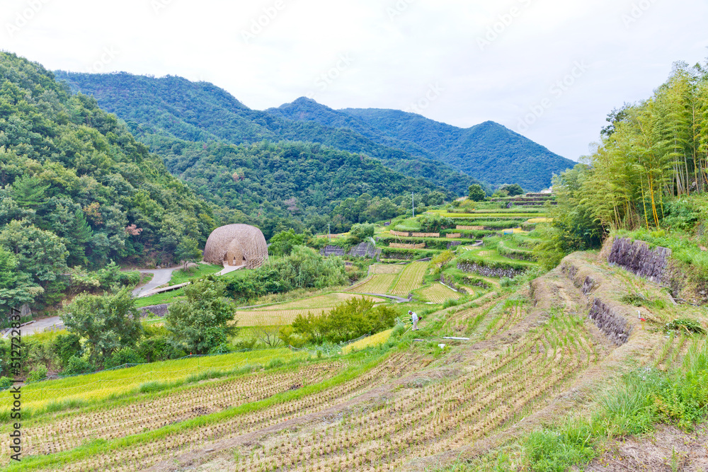 Rice terraces or Senmaida in Shodoshima island, Shikoku. Stock Photo ...