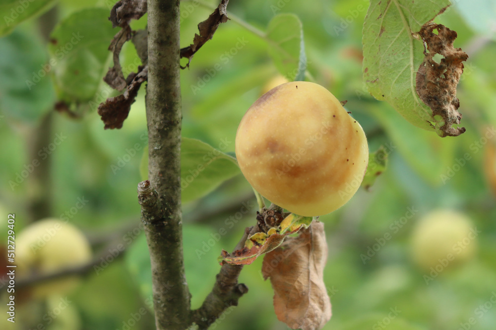 Rotten apple damaged by disease on the tree in the orchard. Apple fruit ...