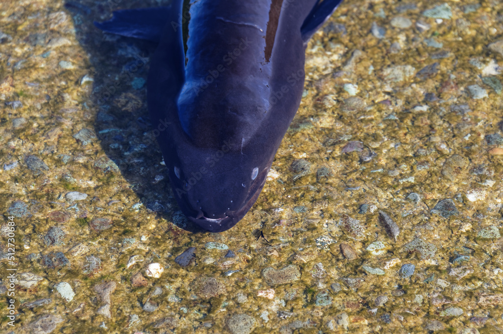 A longfinn eel in the shallows, you can see its nasal tubes which helps ...