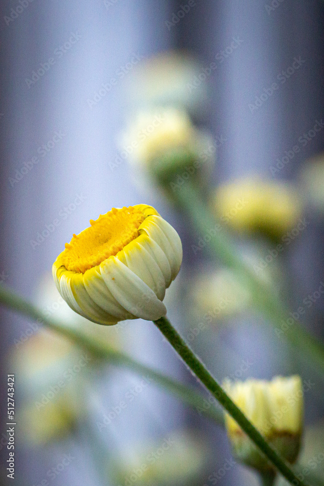 Pretty anthemis tinctoria flowers, known as Dyer's chamomile, in the ...