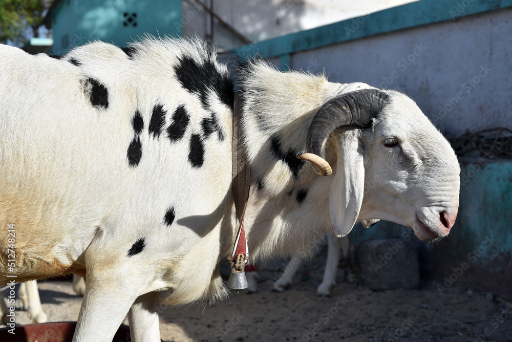 Un bélier dans la ville de Dakar avant le sacrifice islamique de la ...