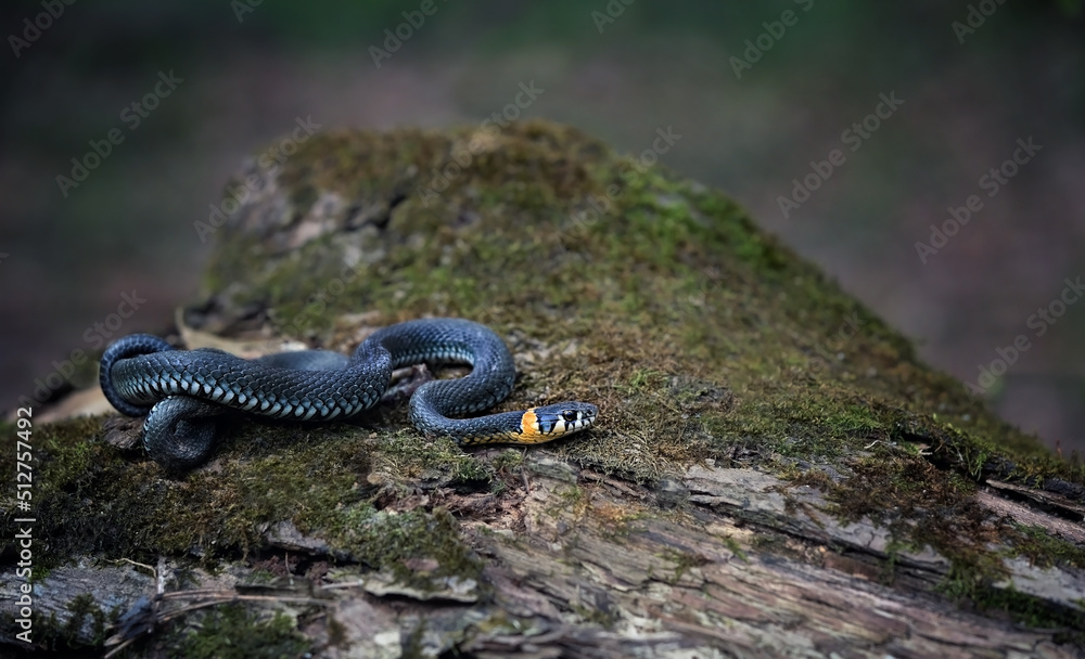 Grass snake or water snake lying on mossy tree trunk close up. portrait ...