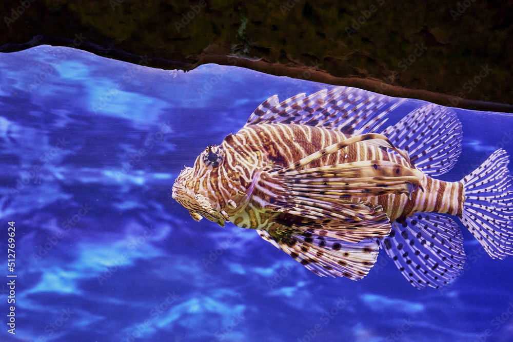 Zebra lionfish or zebra fish or striped lionfish lat. Pterois volitans ...