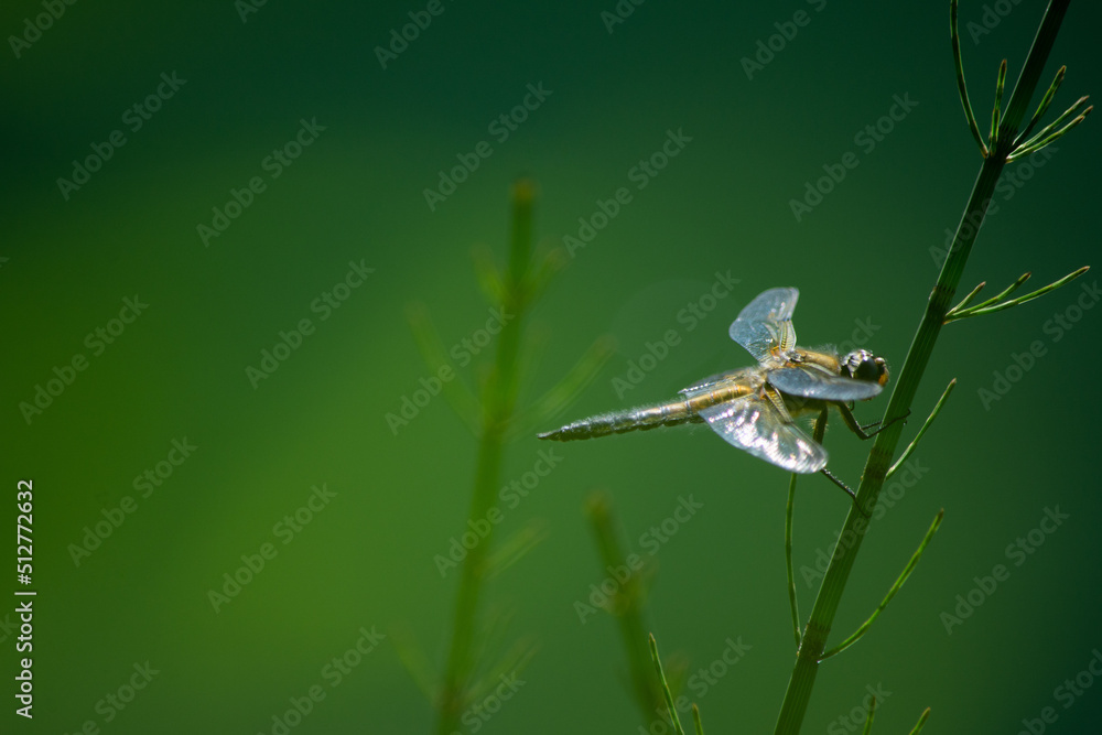 Libellule Stock Photo | Adobe Stock