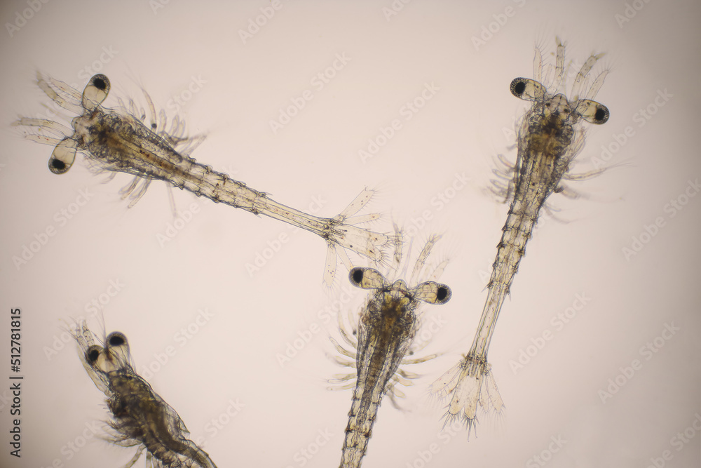 Closeup mysis stage of Vannamei shrimp in light microscope, Shrimp ...