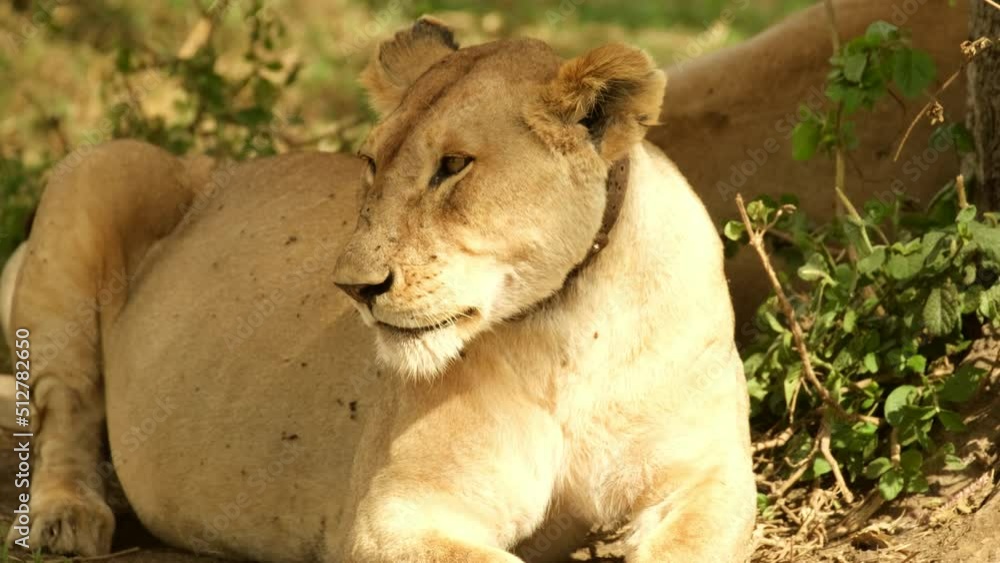 A pregnant lioness, lying next to the trunk of a baobab, lies showing ...