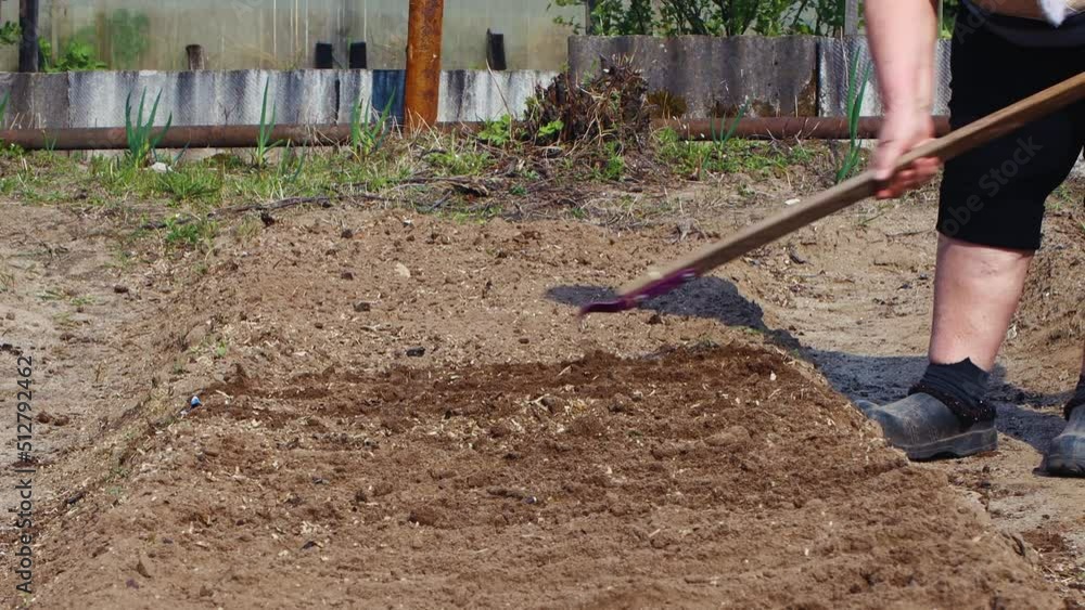 A woman makes straight furrows in a planting bed with a hoe. The ...