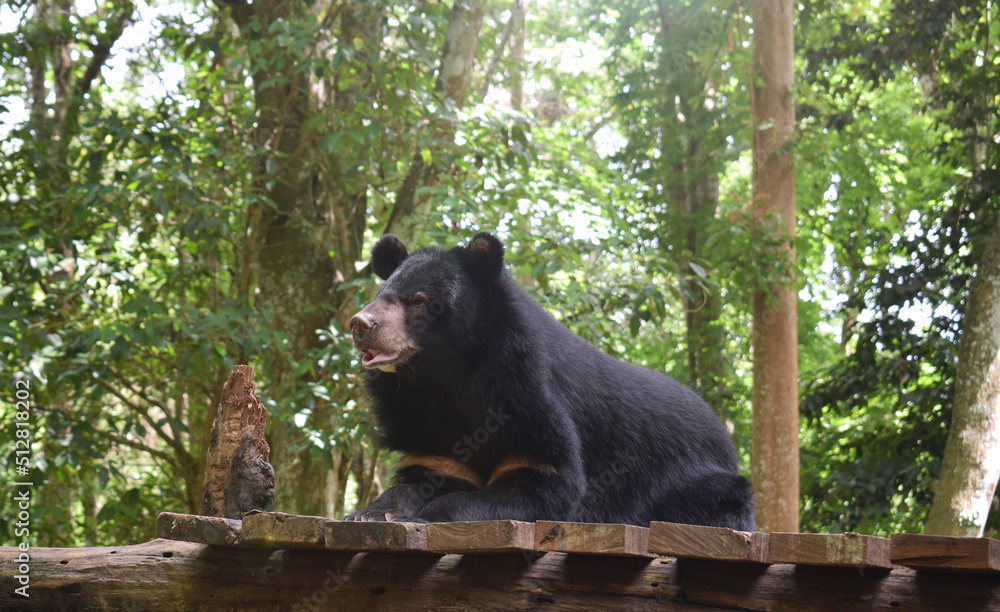 The Asian black bear, also moon bear is a medium sized bear species ...