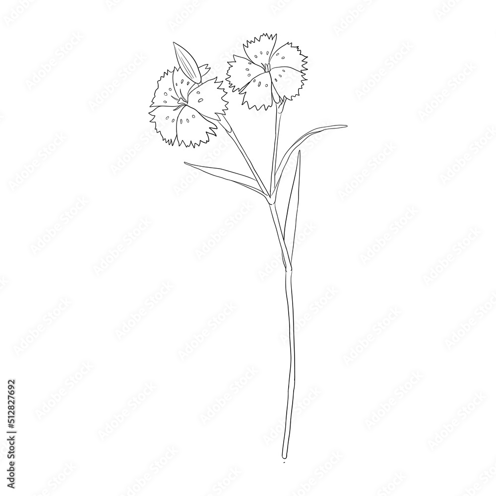 flower of rainbow pink, Dianthus chinensis, vector drawing wild plant ...