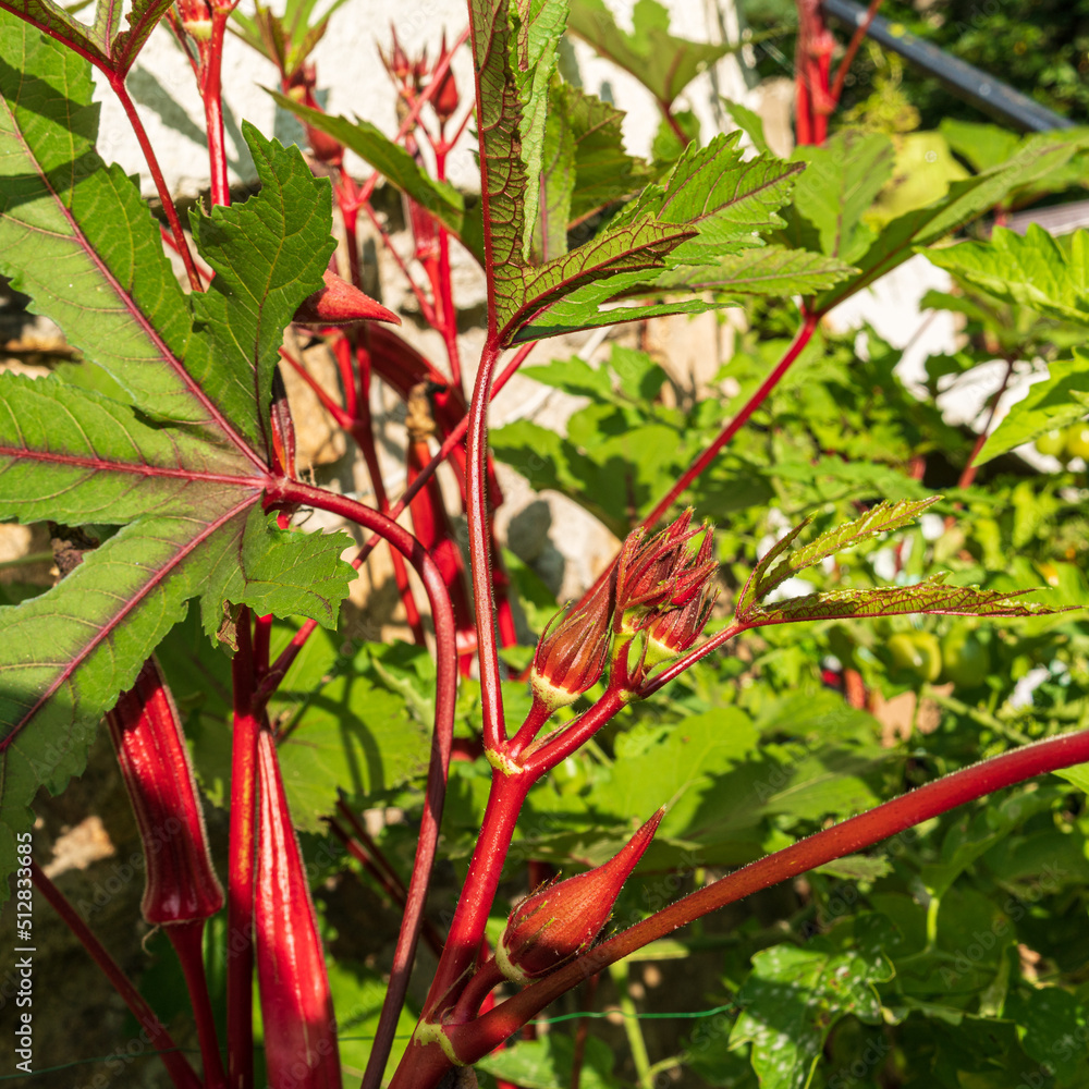 Jing orange okra, Abelmoschus esculentus, in the mallow family, grows ...