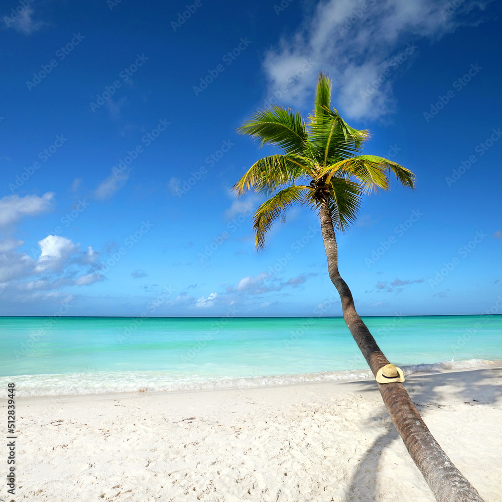 schräge Palme am Strand Stock Photo | Adobe Stock