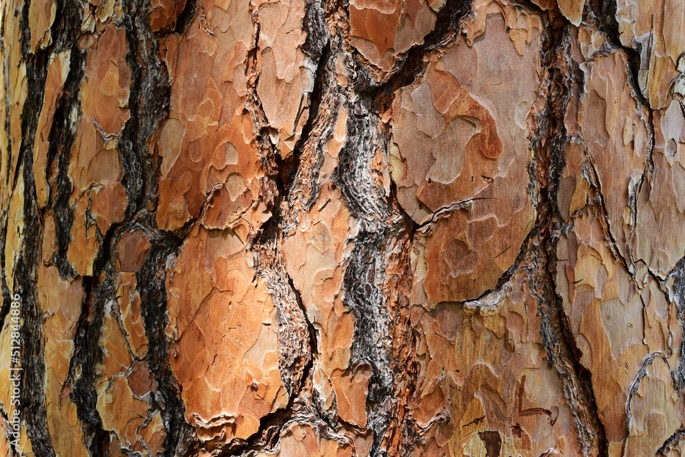 Red scot's pine tree trunk bark texture with large scales. macro view ...