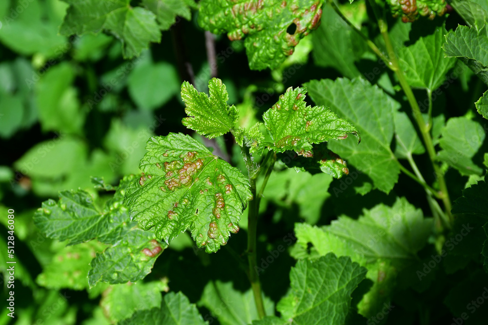the leaves of the currant have red-brown convex (swollen) spots due to ...
