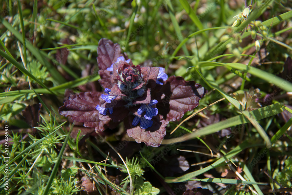 ajuga plant in a field Stock Photo | Adobe Stock