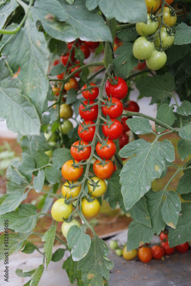 Estufas de cultivo protegido de tomate cereja e carmen e italiano de ...