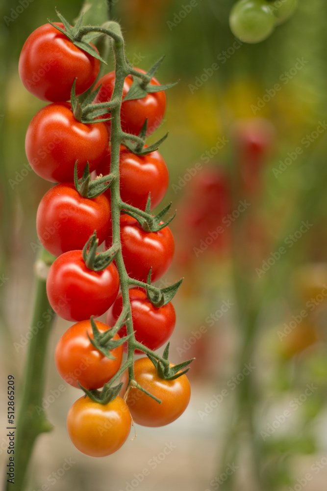 Estufas de cultivo protegido de tomate cereja e carmen e italiano de ...