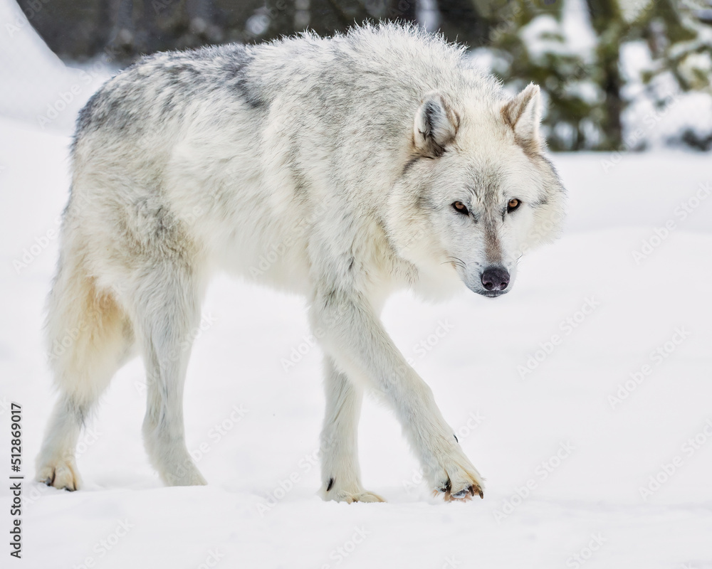 Wolf Walking Side View