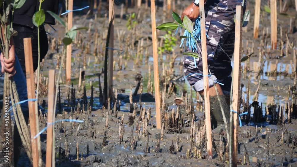 Volunteers join together and plant young tree in deep mud in mangrove ...