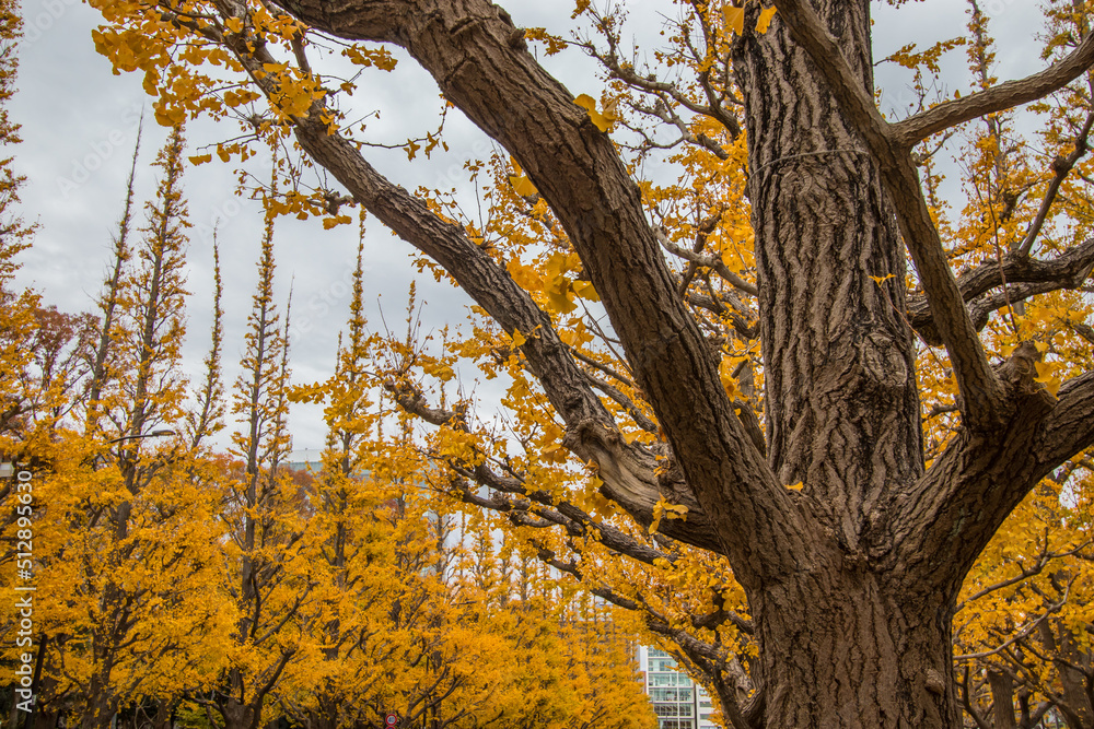 Vivid yellow Ginkgo leaves at Icho Namiki-dori(Ginkgo Avenue),Meiji ...