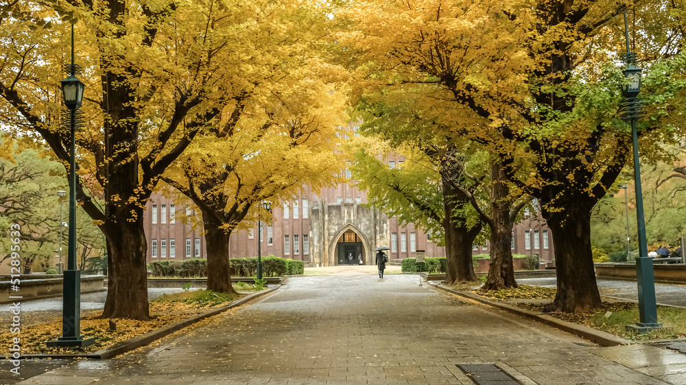 Brilliant yellow ginkgo tunnel at University of Tokyo(Todai) in autumn ...