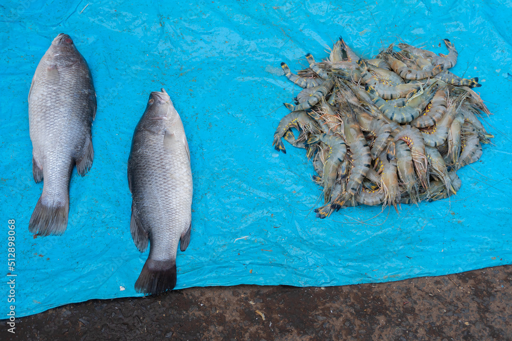 Bhetki or barramundi (Lates calcarifer) or Asian sea bass, is a popular ...