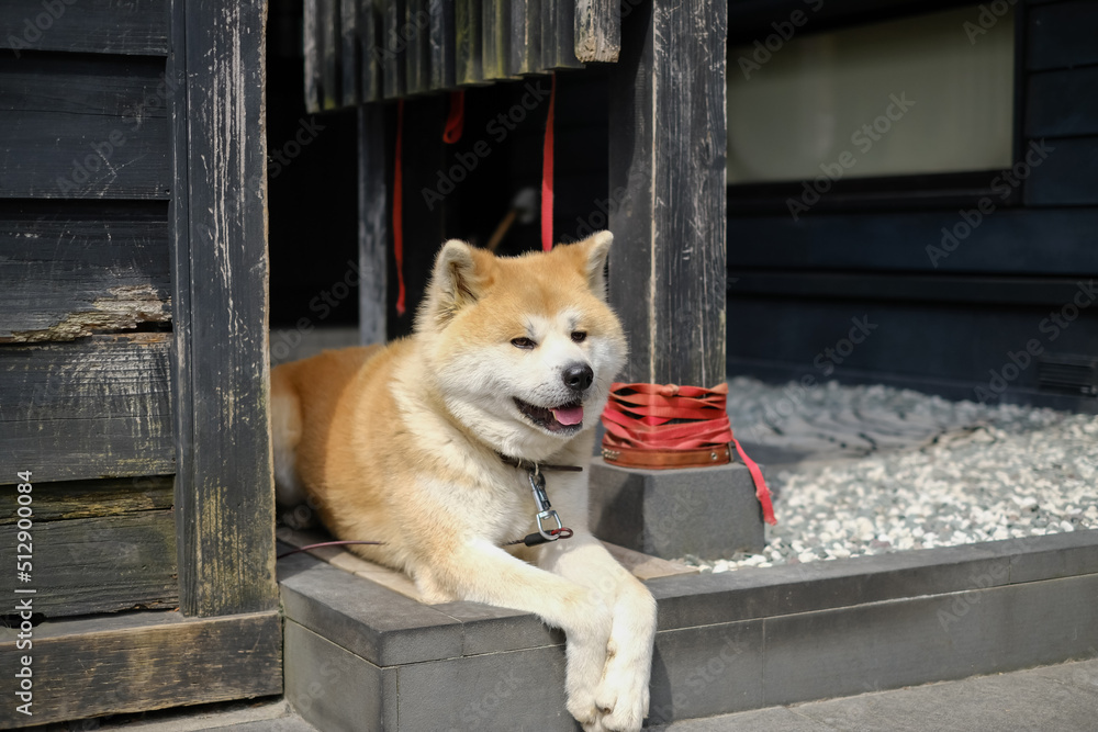 Lovely Akita-inu (Akita Dog) in Samurai District of Kakunodate,Akita ...