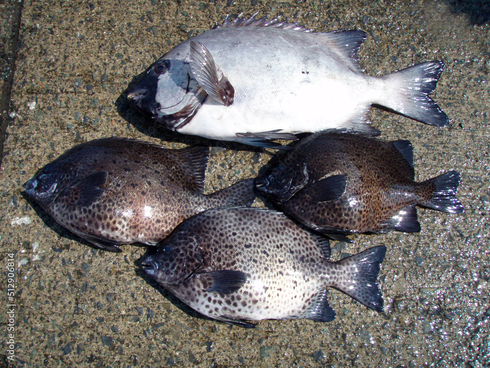 Catched Striped beakfish (Ishidai) and spotted knifejaw (Ishigakidai ...