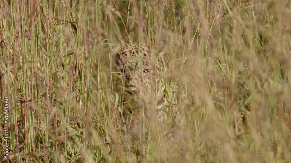 Vidéo Stock closeup of wild leopard face closeup walking in the forest ...