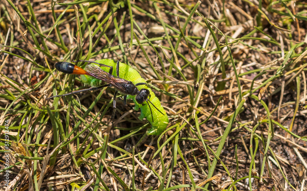 Eine Schlupfwespe hat eine grüne Raupe gefangen Stock Photo | Adobe Stock