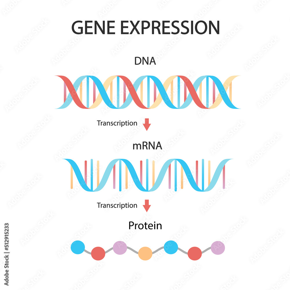 DNA replication, RNA, mRNA, protein synthesis, translation. Biological ... DNA replication, RNA, mRNA, protein synthesis, translation. Biological ...