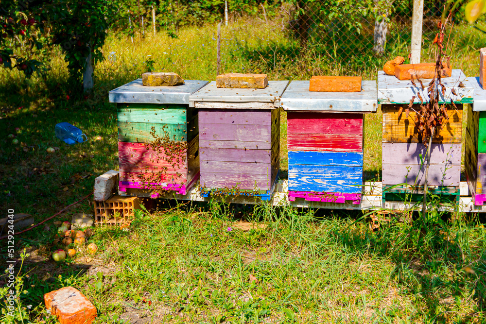 Row of beehives on the pasture, apiary, Bee farm with fly trajectory ...