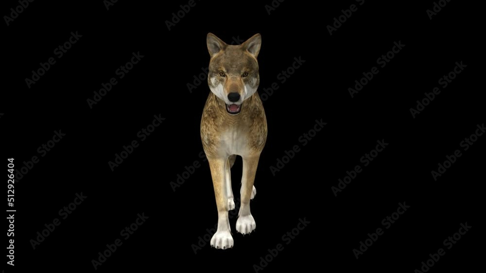 4K Wolf Walk Front View Animation. 3840×2160 Pixel. 7 second long video ...