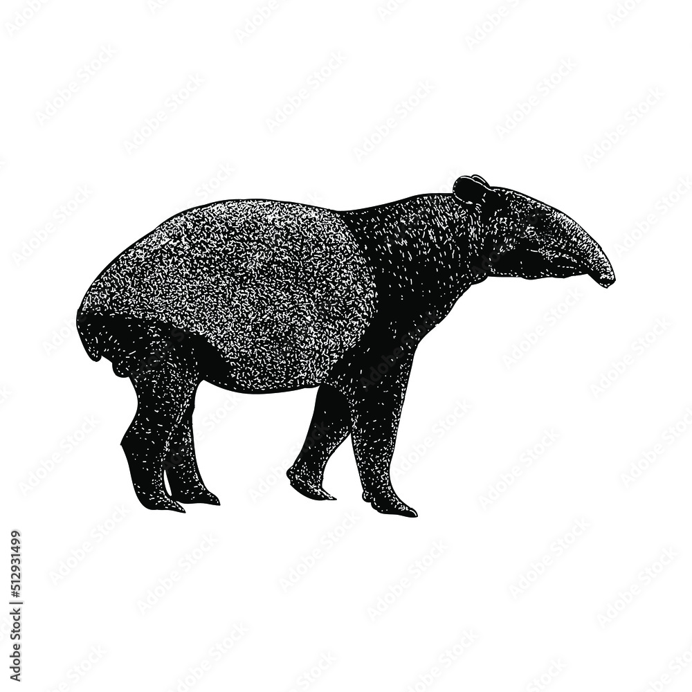 tapir hand drawing vector illustration isolated on background Stock ...