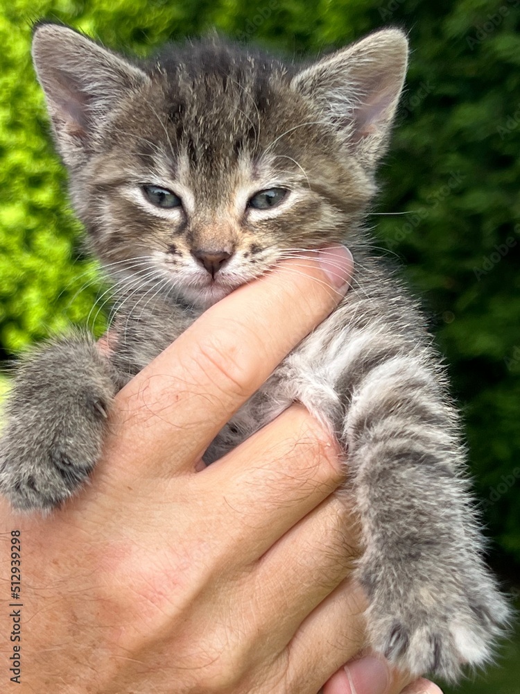cipa, zwierzak, domowych, bystra, kociak, felino, domowy, futro, augen ...