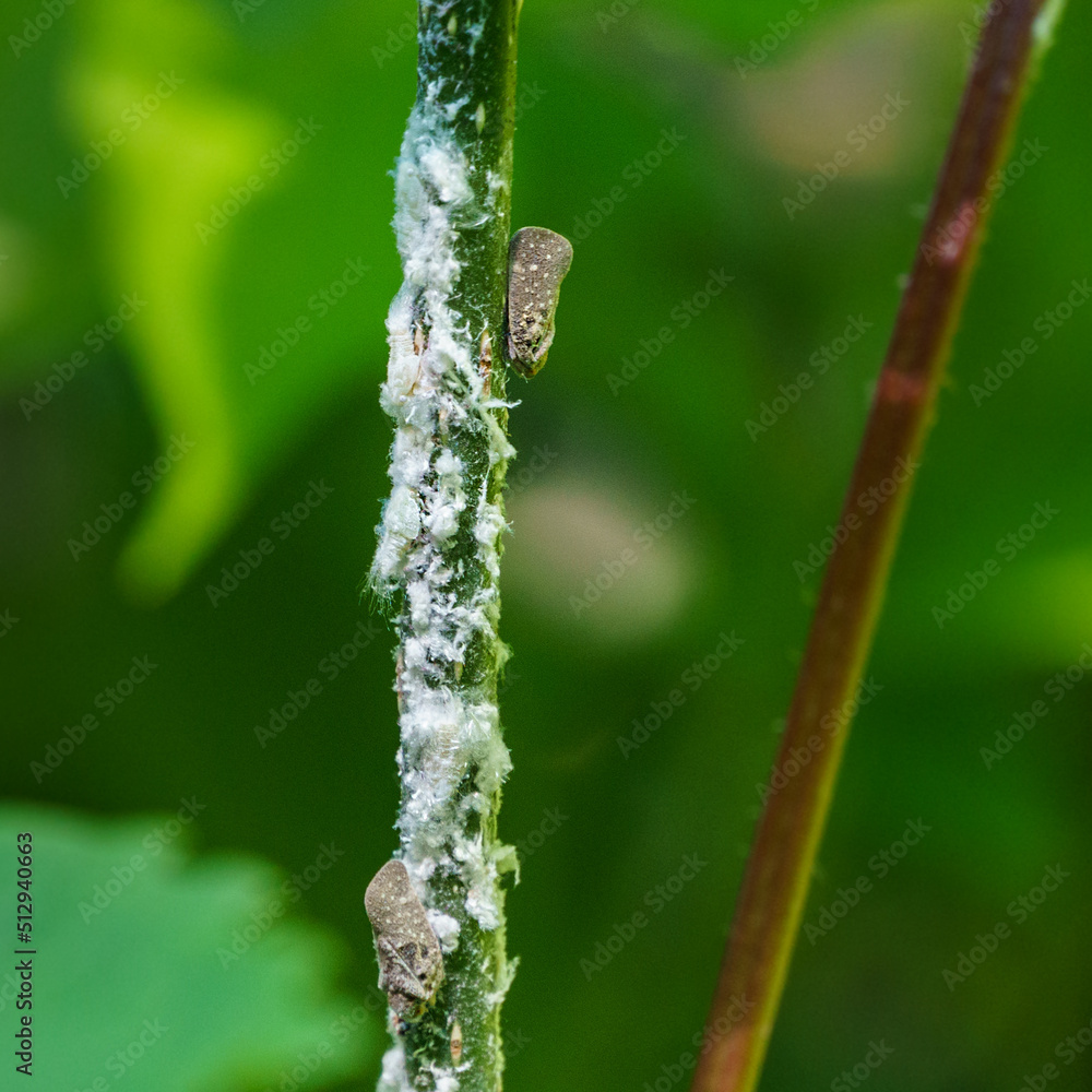 Citrus Flatid Planthopper (Metcalfa pruinosa) sitting on stem of ...