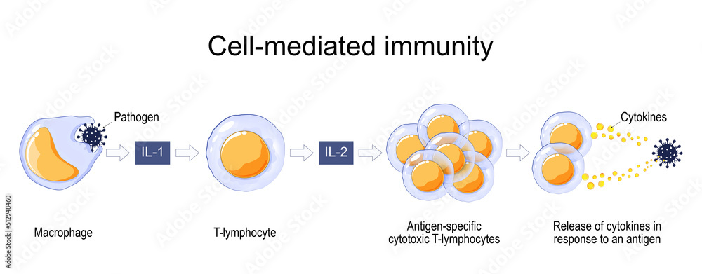 Immune response. Cell-mediated immunity. Stock Vector | Adobe Stock