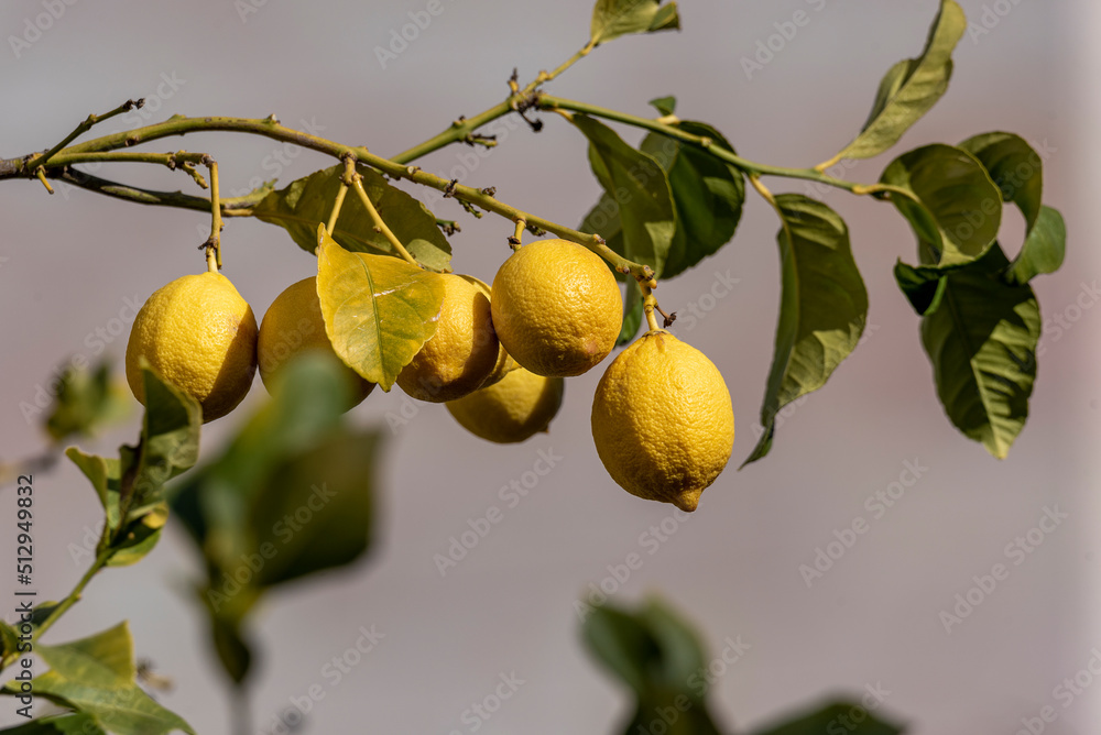 lemon trees with ripe yellow lemons in citrus orchard. beautiful nature ...