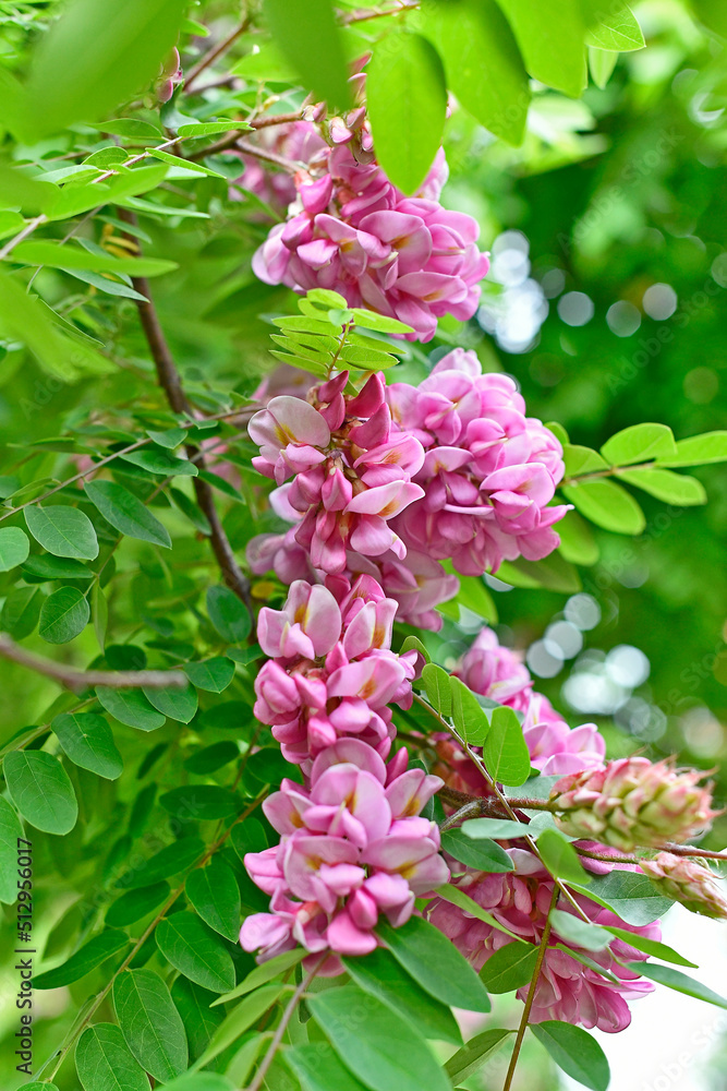 Robinia bristle-haired or pink acacia is a species of shrubs of the ...