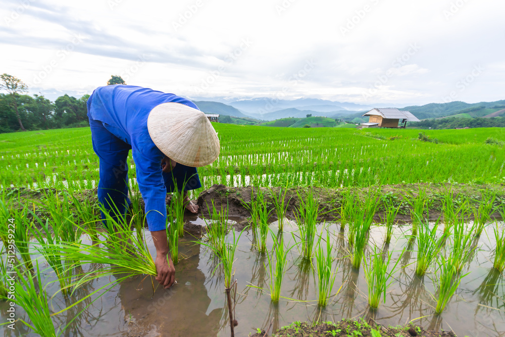 Farmers are planting rice in the rice fields at sunset,Rice field view ...