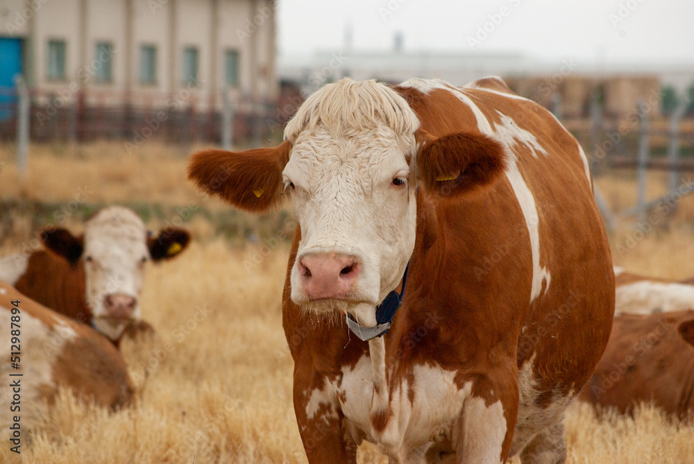 The Simmental cow in the field. Dairy cattle are very important for ...
